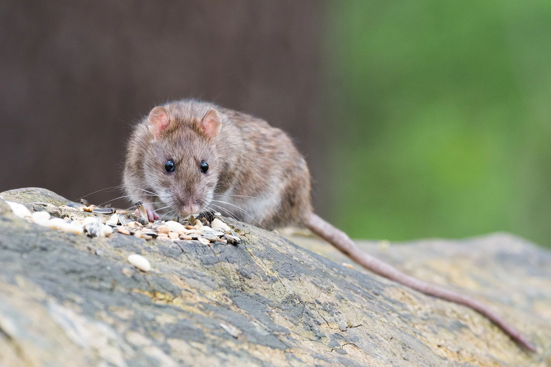 A Complete Guide to Rodents in Texas in 2025 | Myles Pest Services