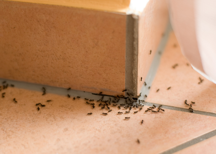The Complete Guide on How to Keep Ants Away